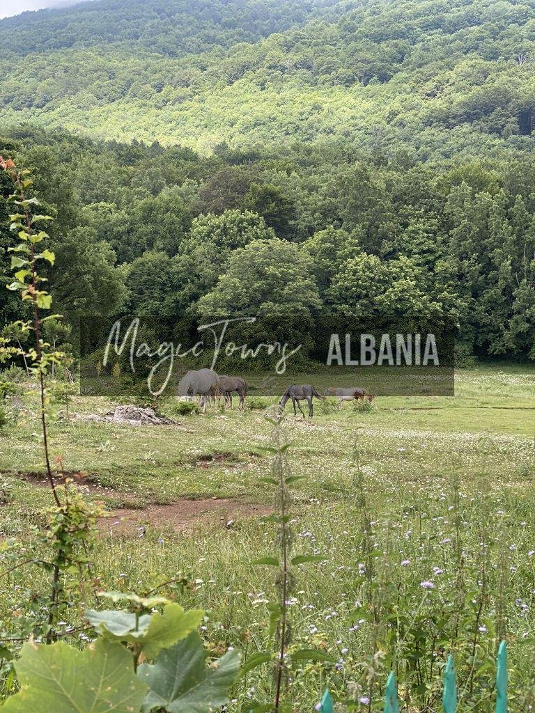 How To Spend A Day In Dajti National Park | Discover Your Ideal ...
